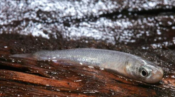 Kì lạ những loại cá sống không cần nước - BlogAnChoi