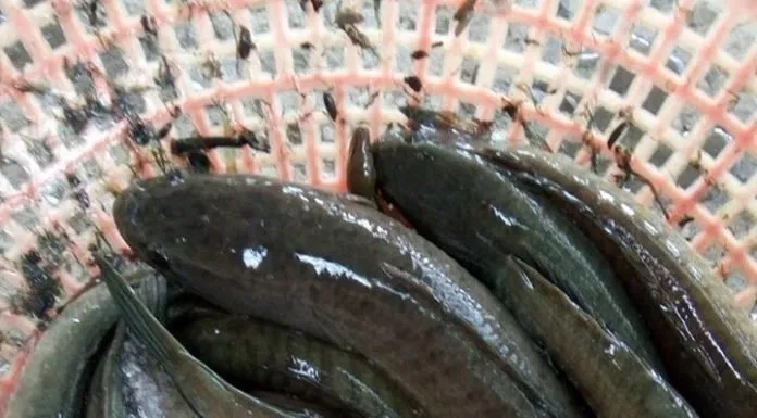 10 món đặc sản ngon ở miền Tây - BlogAnChoi