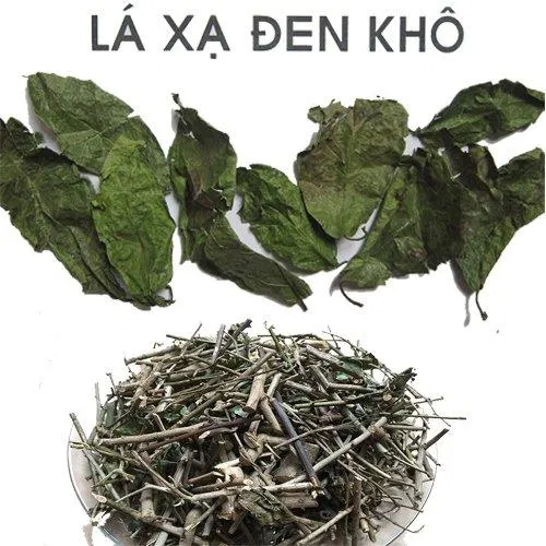 Cây xạ đen và tất cả những điều cần biết: Đặc điểm, công dụng, cách ...